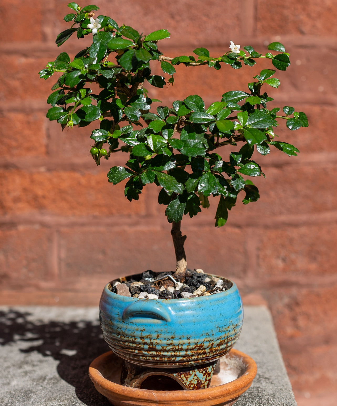 Bonsai & Brew Studio