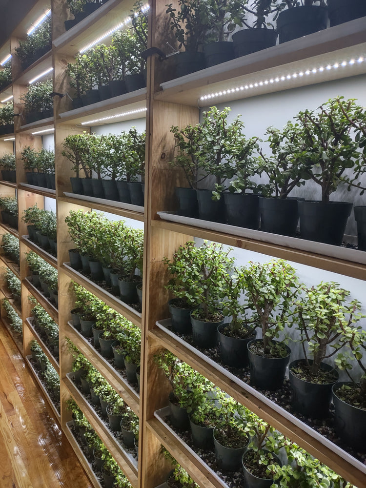 Private Bookings – Bonsai & Brew Studio