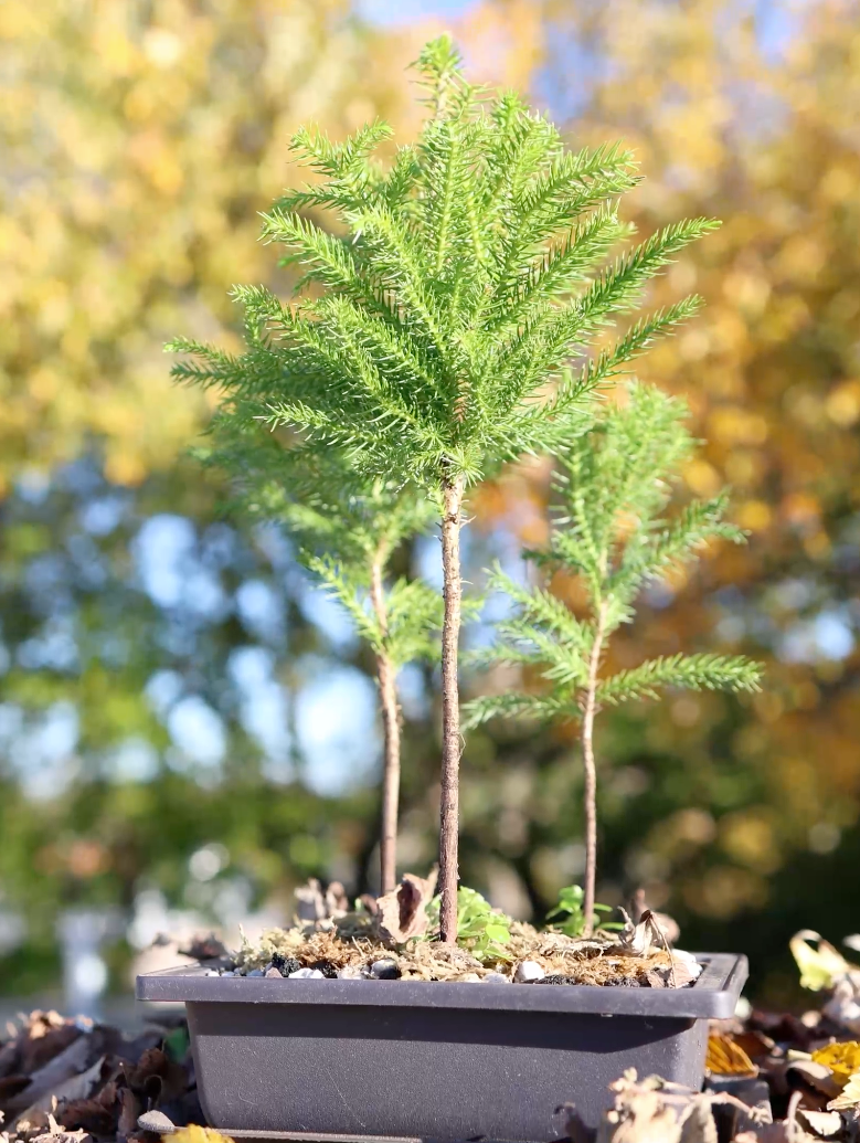 Bonsai & Brew Studio