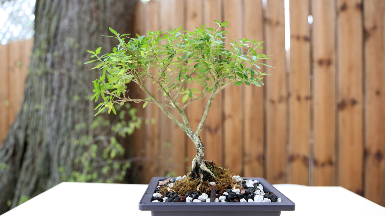 Bonsai & Brew Studio